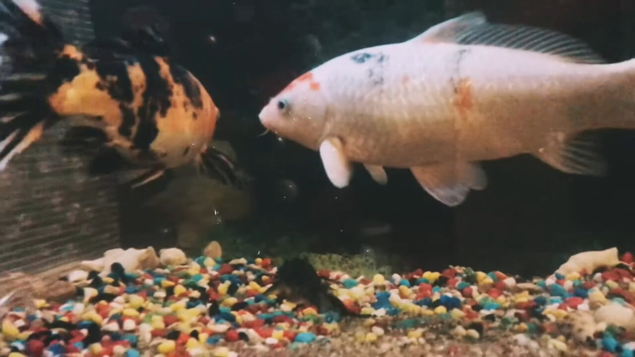 Akvarijum za ribice - Veličina i koje ribice kupiti za početnike?