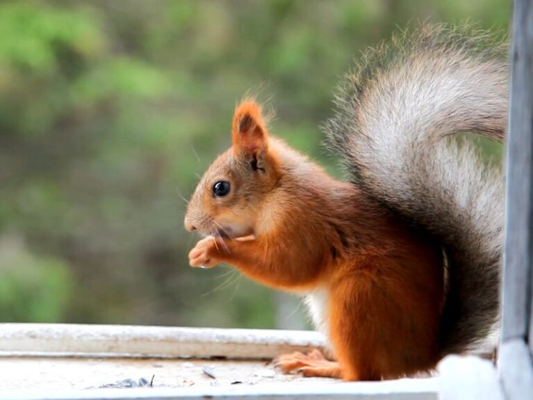 Kavez za veverice - idealan izbor za kućne uslove - Hobby Srbija
